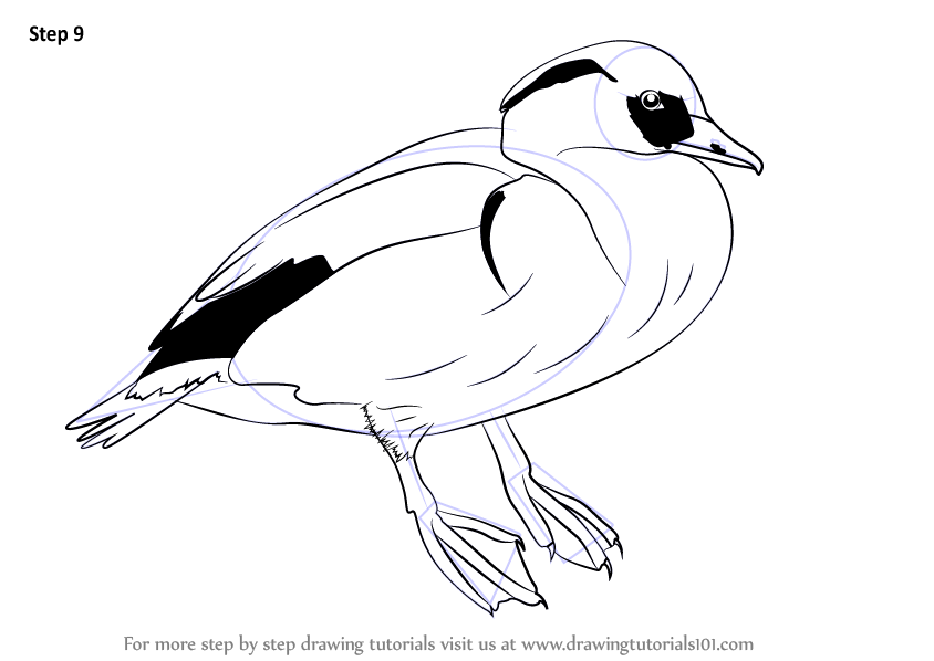 How to Draw a Smew (Birds) Step by Step | DrawingTutorials101.com
