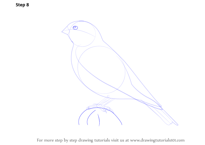 How to Draw a Snow Bunting (Birds) Step by Step | DrawingTutorials101.com
