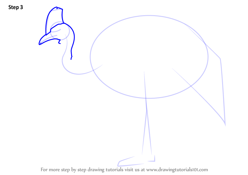 How to Draw a Southern Cassowary (Birds) Step by Step ...