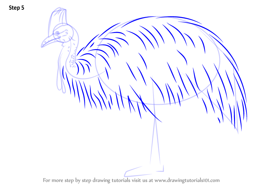 How to Draw a Southern Cassowary (Birds) Step by Step ...