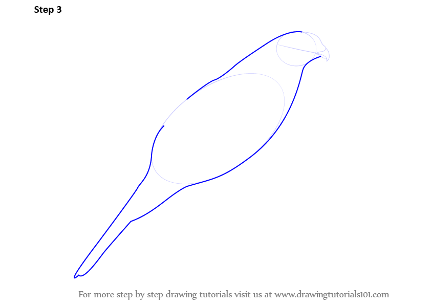 How to Draw a Sparrowhawk (Birds) Step by Step | DrawingTutorials101.com