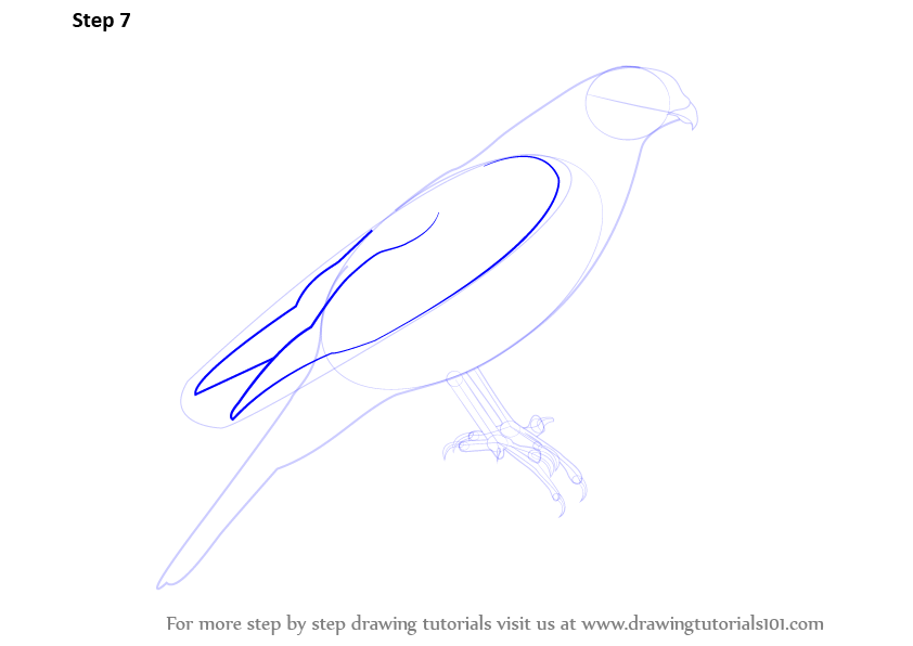 How to Draw a Sparrowhawk (Birds) Step by Step | DrawingTutorials101.com