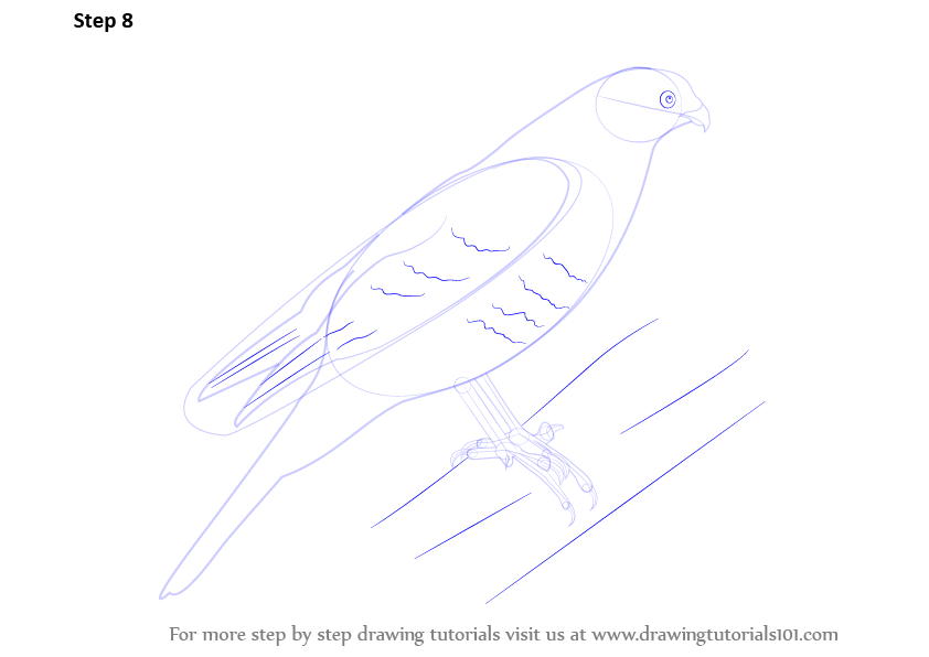 How to Draw a Sparrowhawk (Birds) Step by Step | DrawingTutorials101.com