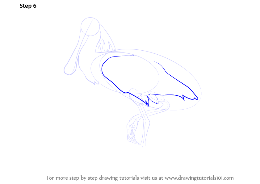 How to Draw a Spoonbill (Birds) Step by Step | DrawingTutorials101.com
