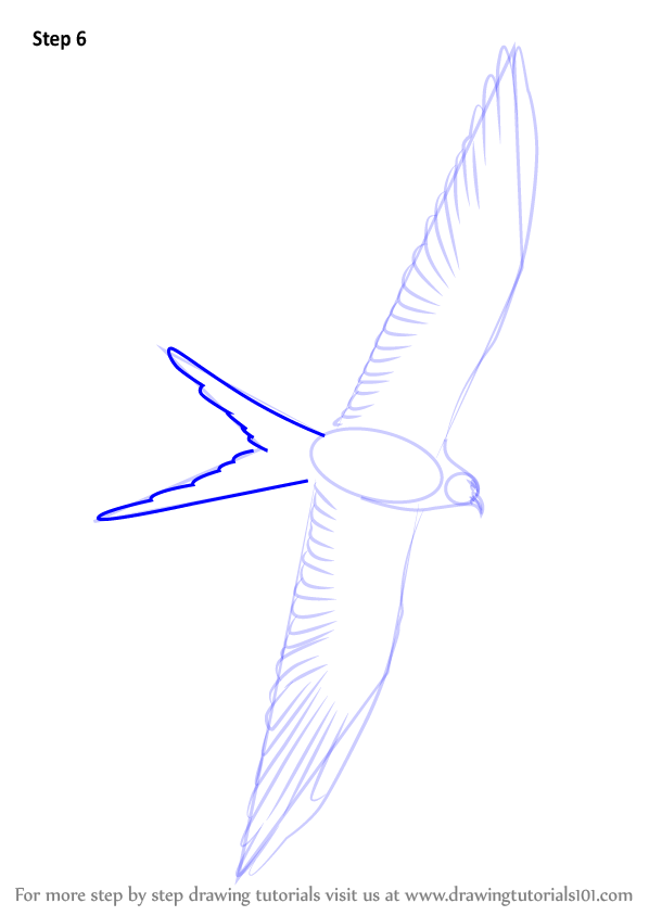 How to Draw a Swallow-Tailed Kite (Birds) Step by Step ...