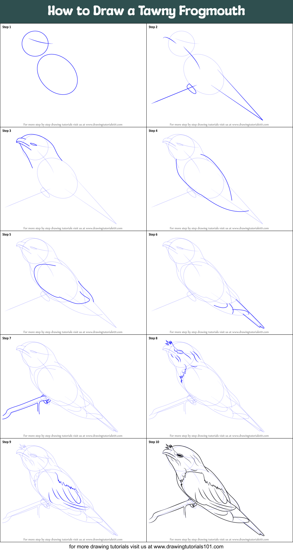 How to Draw a Tawny Frogmouth (Birds) Step by Step ...