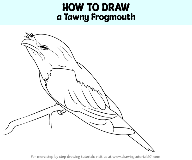 How to Draw a Tawny Frogmouth (Birds) Step by Step ...
