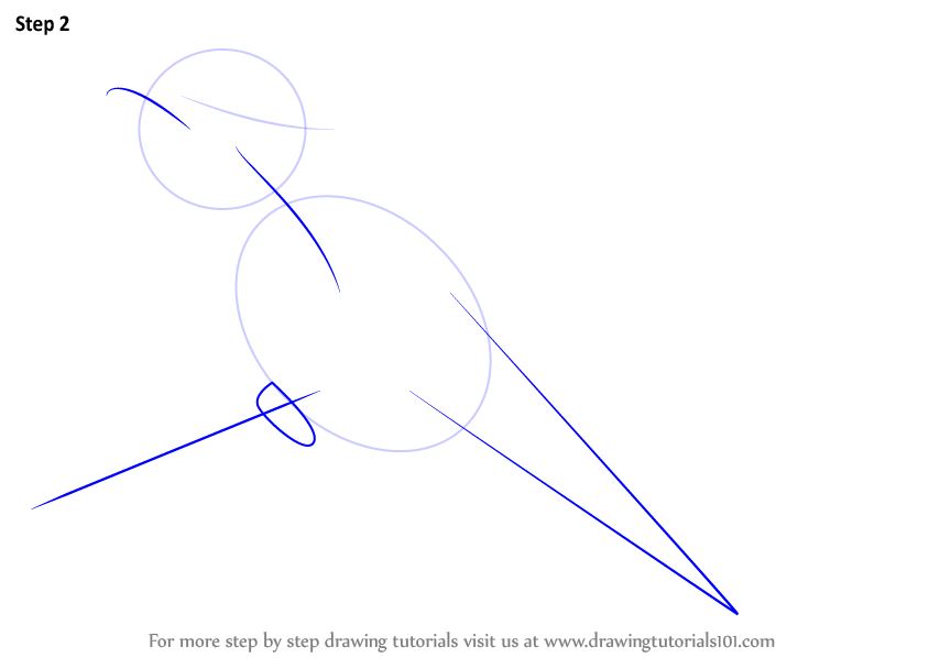 How to Draw a Tawny Frogmouth (Birds) Step by Step ...