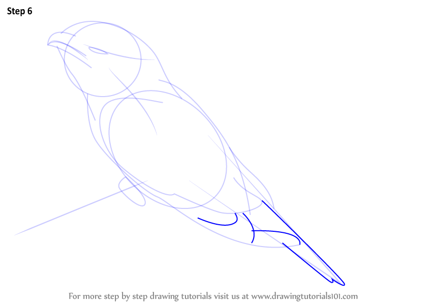 How to Draw a Tawny Frogmouth (Birds) Step by Step ...