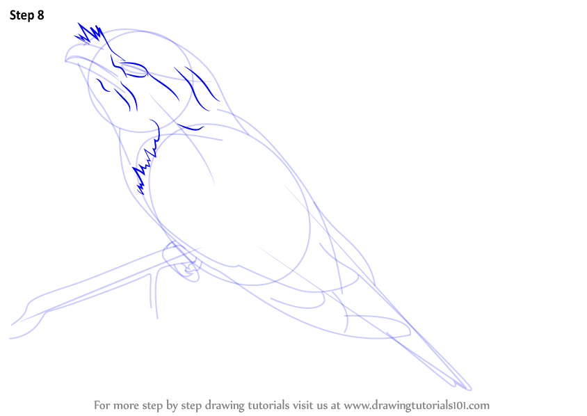 How to Draw a Tawny Frogmouth (Birds) Step by Step ...