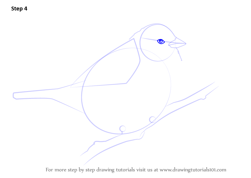 How to Draw a Tree Sparrow (Birds) Step by Step | DrawingTutorials101.com