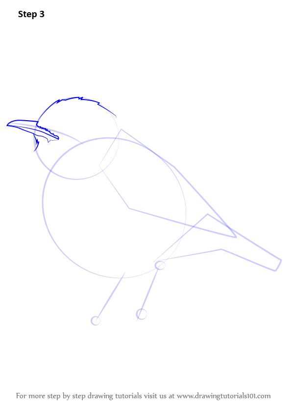 How to Draw a Veery (Birds) Step by Step | DrawingTutorials101.com