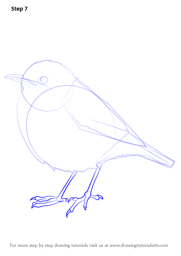 How to Draw a Veery (Birds) Step by Step | DrawingTutorials101.com