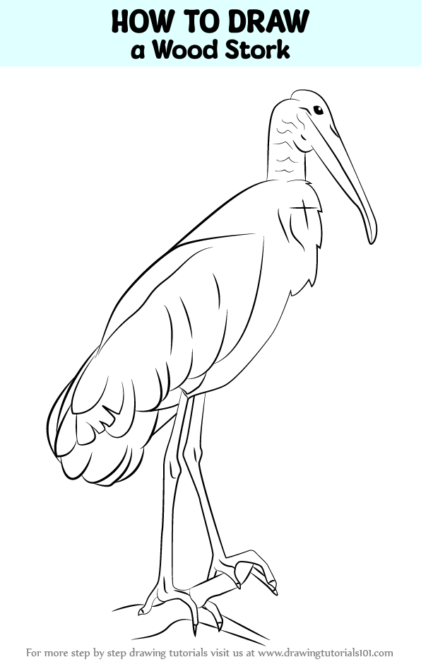 How to Draw a Wood Stork (Birds) Step by Step | DrawingTutorials101.com