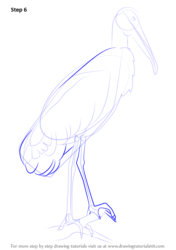 How to Draw a Wood Stork (Birds) Step by Step | DrawingTutorials101.com