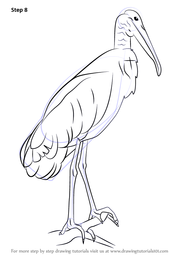 How to Draw a Wood Stork (Birds) Step by Step | DrawingTutorials101.com
