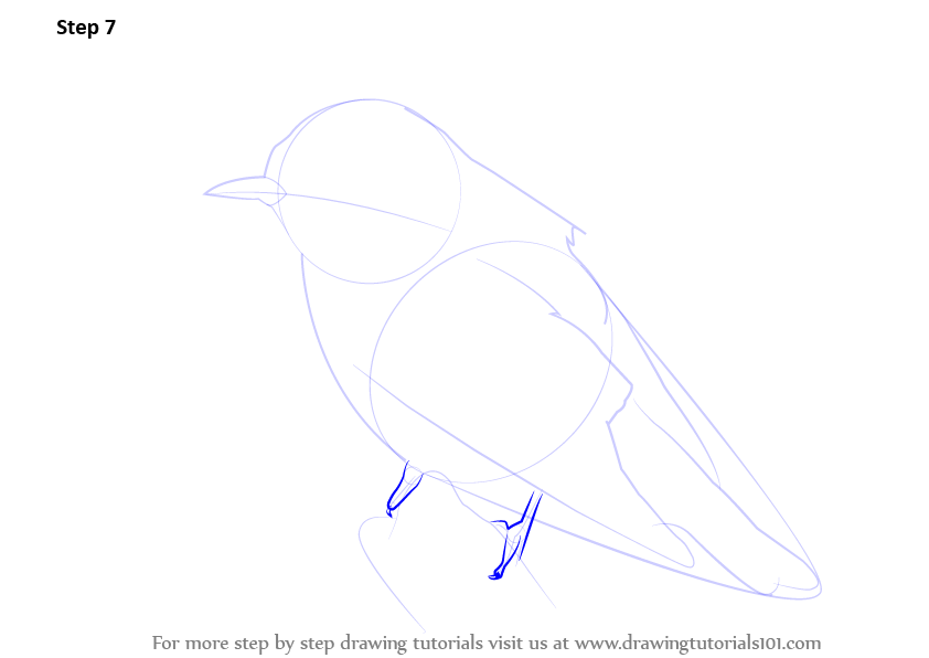 How to Draw a Wood Warbler (Birds) Step by Step | DrawingTutorials101.com