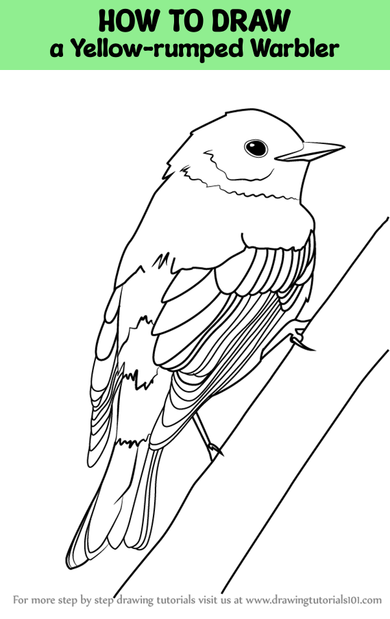 How to Draw a Yellow-rumped Warbler (Birds) Step by Step ...