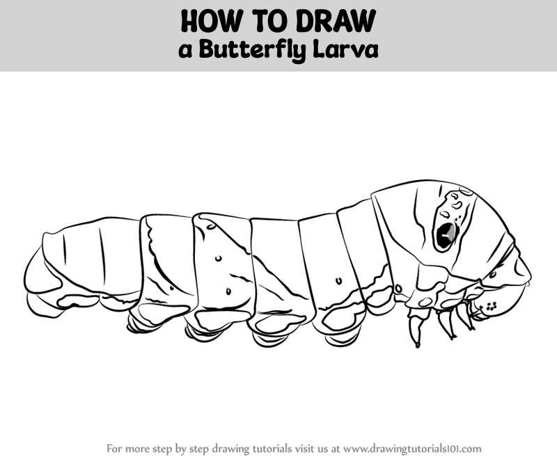 How to Draw a Butterfly Larva (Butterflies) Step by Step ...
