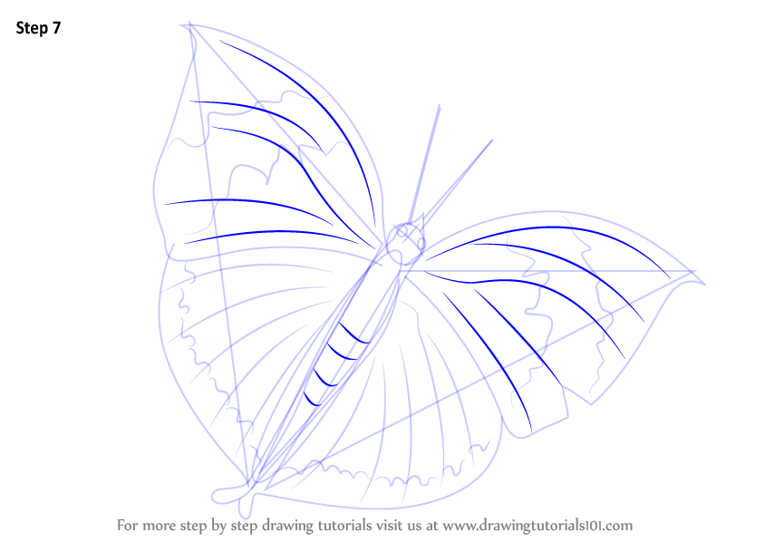 How To Draw A Orange Butterfly