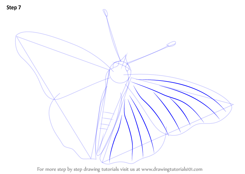 How to Draw a Painted Lady (Butterflies) Step by Step ...