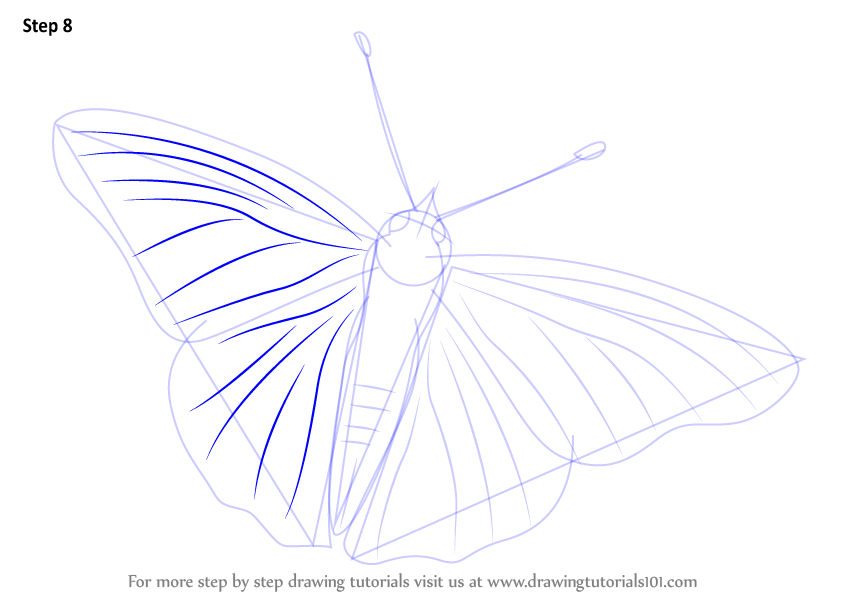 How to Draw a Painted Lady (Butterflies) Step by Step ...