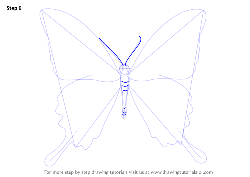 How to Draw a Papilio Butterfly (Butterflies) Step by Step ...
