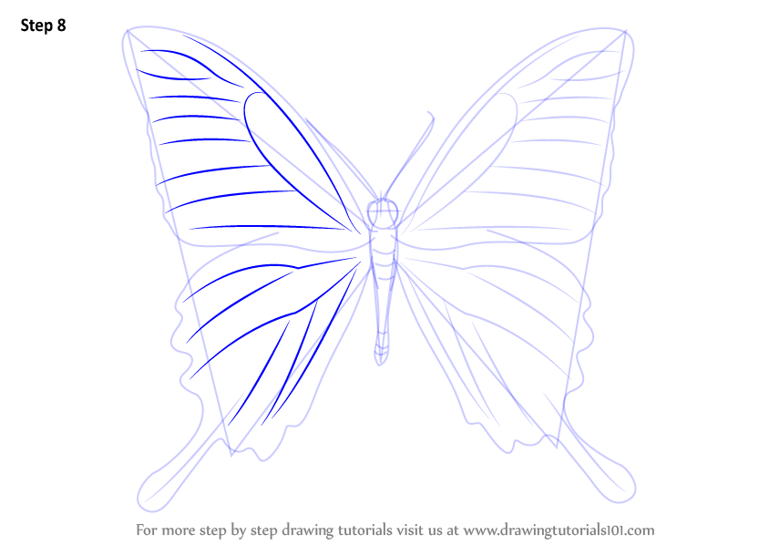 How to Draw a Papilio Butterfly (Butterflies) Step by Step ...