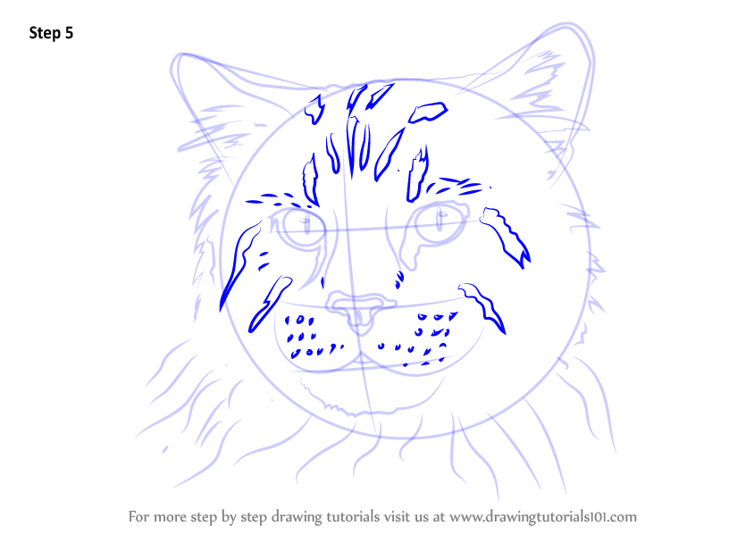 How to Draw a Maine Coon Face (Cats) Step by Step | DrawingTutorials101.com