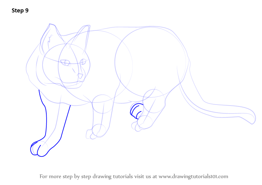 How to Draw a Wildcat (Cats) Step by Step | DrawingTutorials101.com