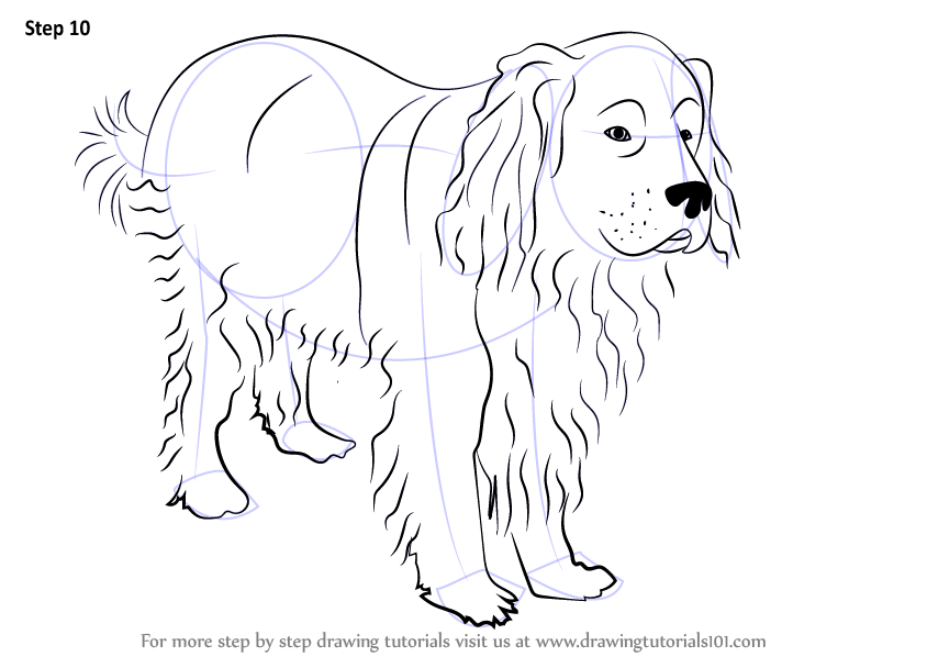 How to Draw a Newfoundland Dog (Dogs) Step by Step ...