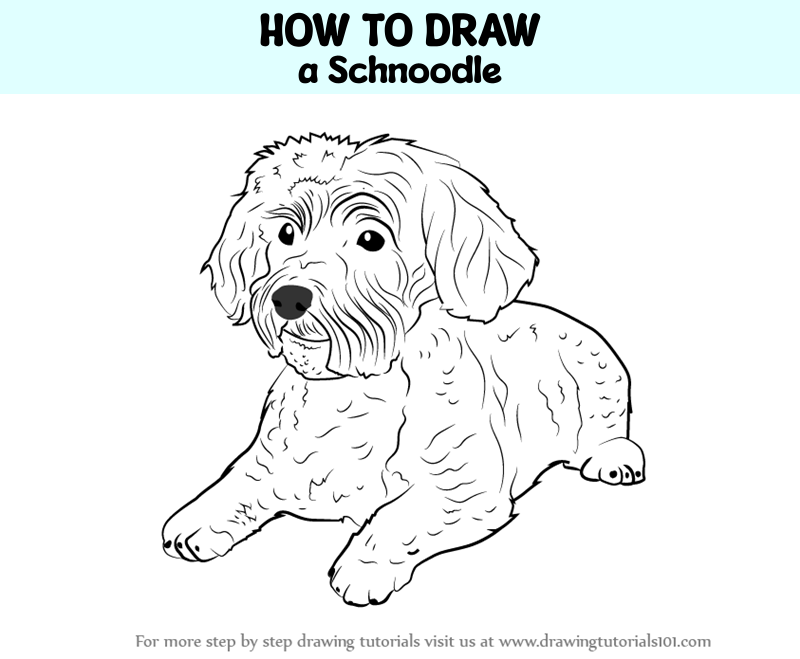 How to Draw a Schnoodle (Dogs) Step by Step | DrawingTutorials101.com