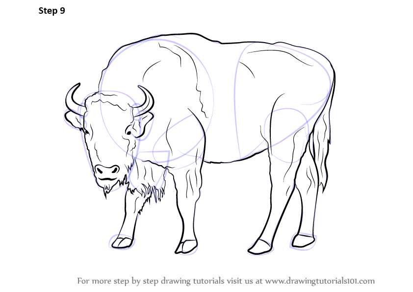 How to Draw a Bison (Farm Animals) Step by Step | DrawingTutorials101.com