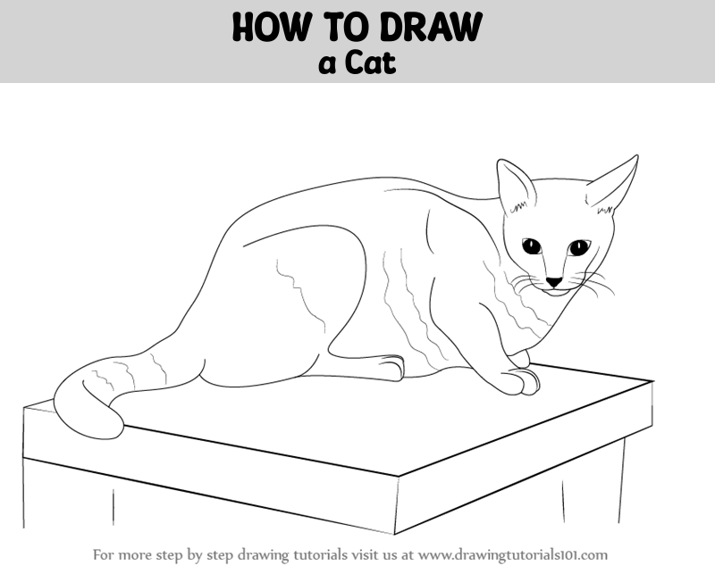 How to Draw a Cat (Farm Animals) Step by Step | DrawingTutorials101.com