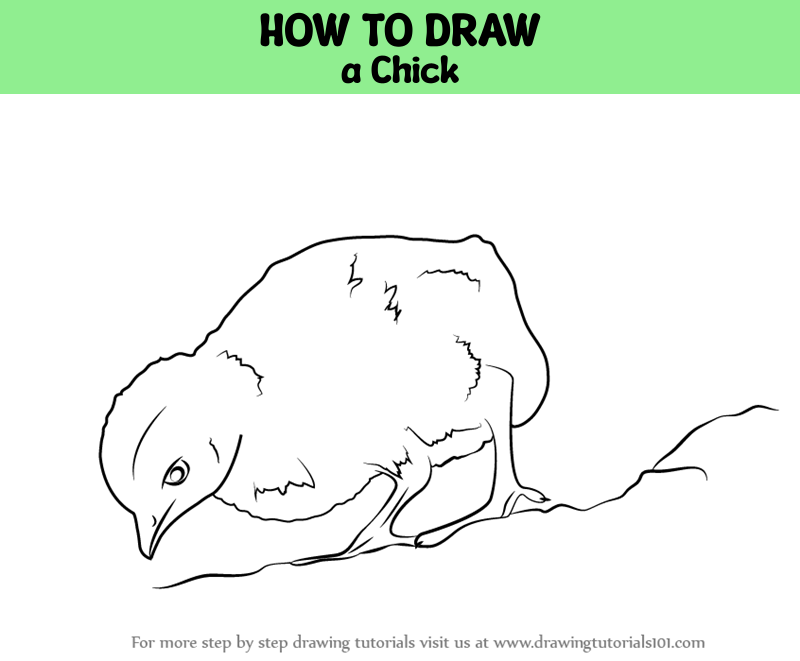 How to Draw a Chick (Farm Animals) Step by Step | DrawingTutorials101.com