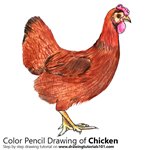 How to Draw Animals