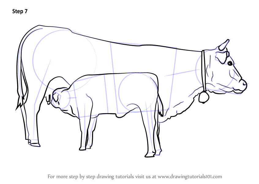How to Draw Cow And Young Calf (Farm Animals) Step by Step | DrawingTutorials101.com