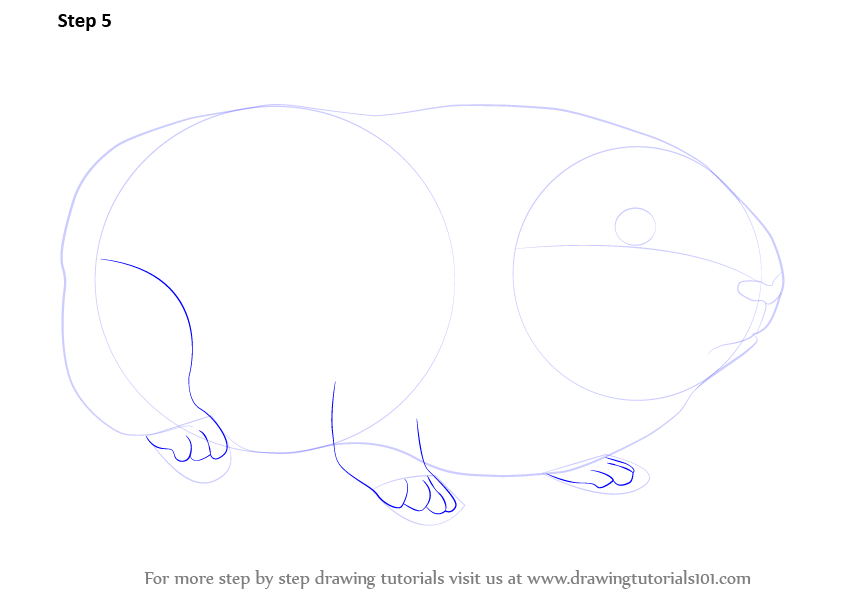 How to Draw a Guinea Pig (Farm Animals) Step by Step ...