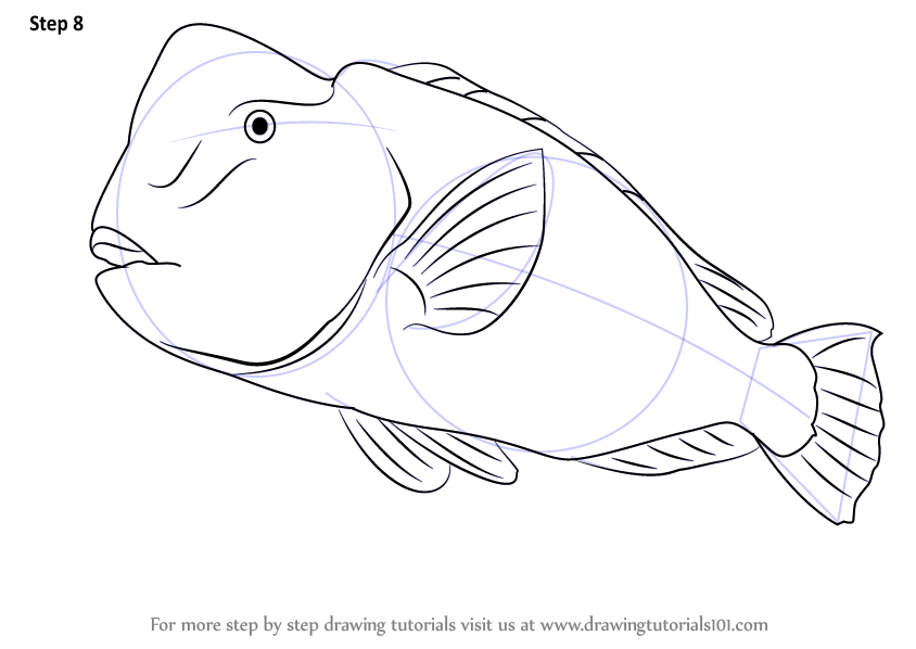 Humphead Wrasse Drawing