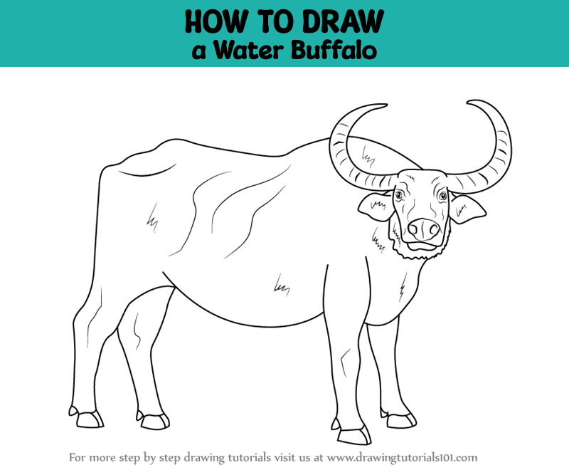 How to Draw a Water Buffalo (Farm Animals) Step by Step ...