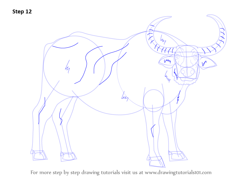 How to Draw a Water Buffalo (Farm Animals) Step by Step ...