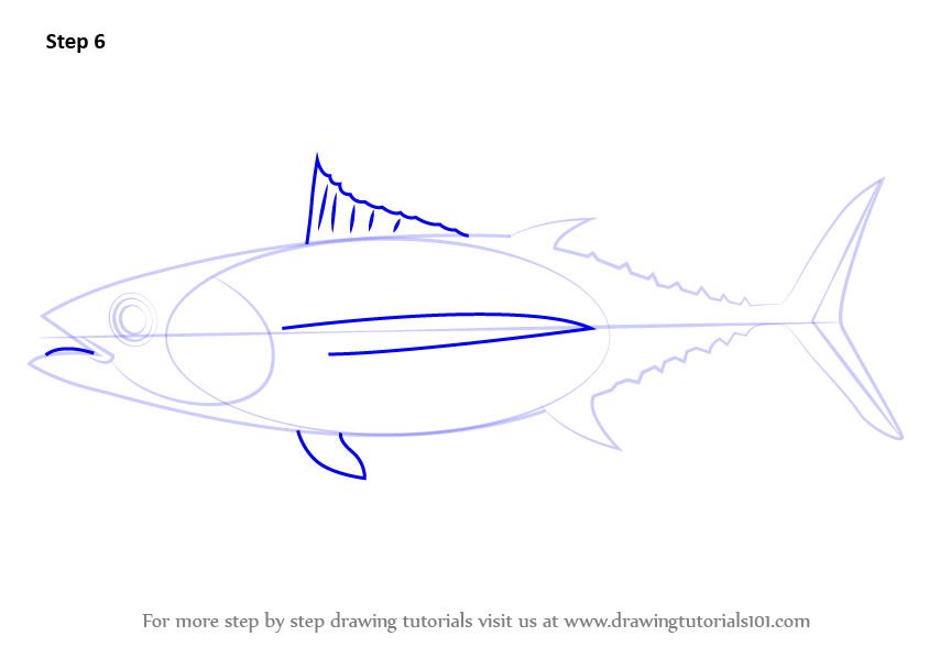 How to Draw a Albacore (Fishes) Step by Step | DrawingTutorials101.com