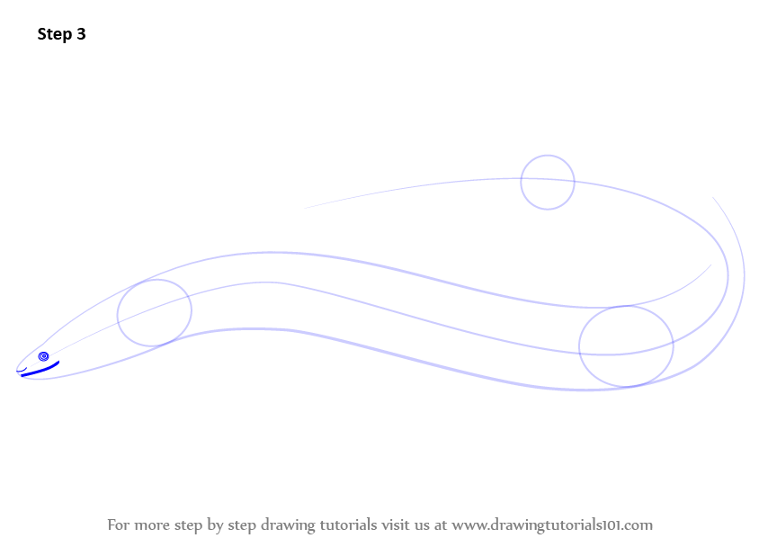 How to Draw an American Eel (Fishes) Step by Step | DrawingTutorials101.com