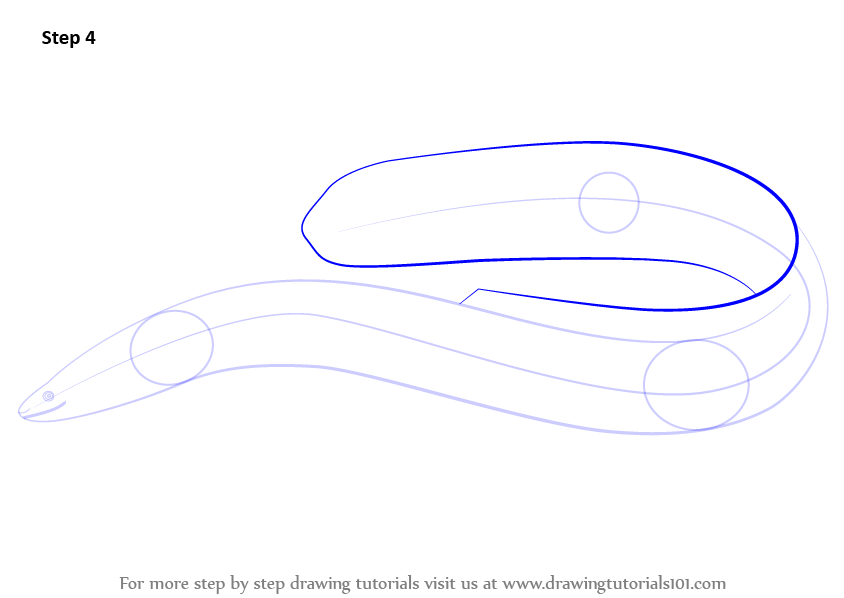 How to Draw an American Eel (Fishes) Step by Step | DrawingTutorials101.com