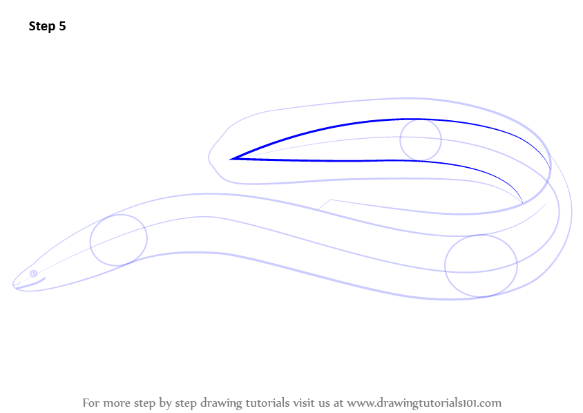 How to Draw an American Eel (Fishes) Step by Step | DrawingTutorials101.com