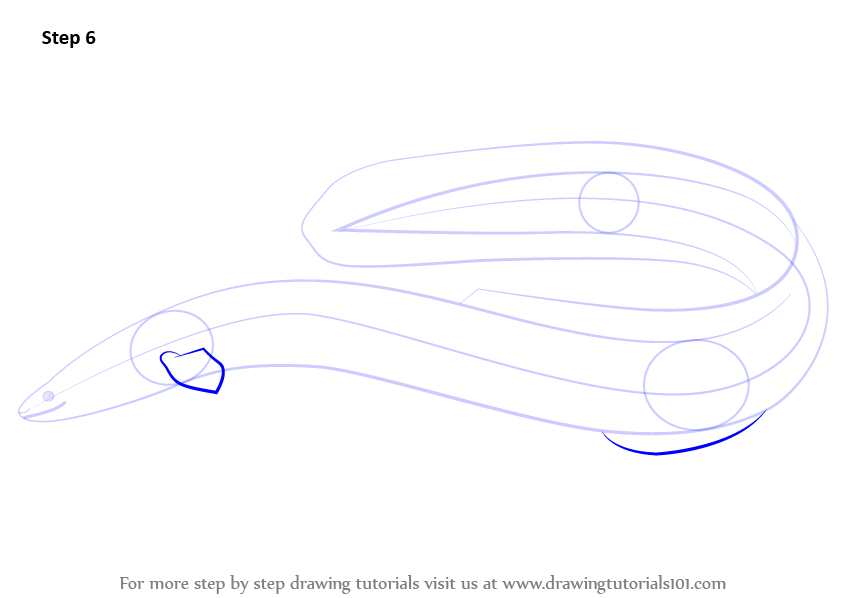 How to Draw an American Eel (Fishes) Step by Step | DrawingTutorials101.com