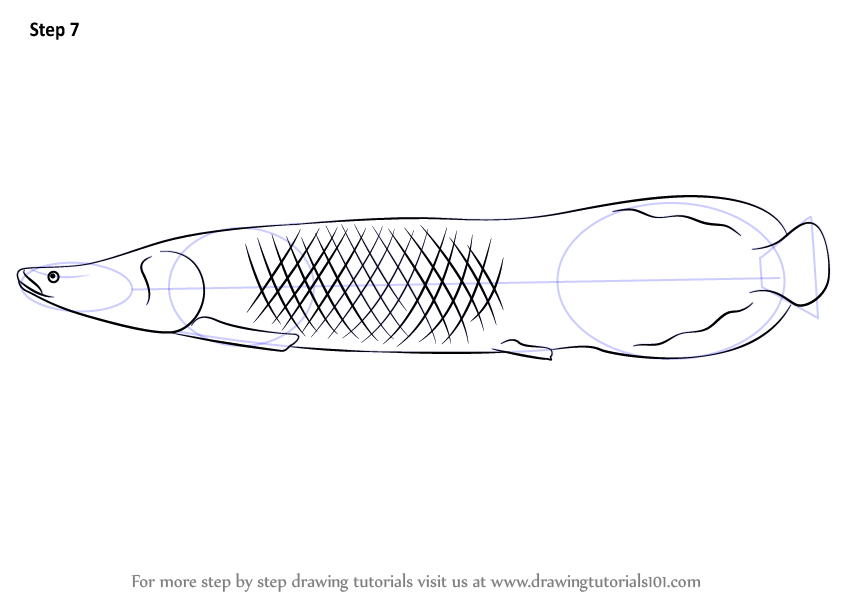 How to Draw an Arapaima (Fishes) Step by Step | DrawingTutorials101.com