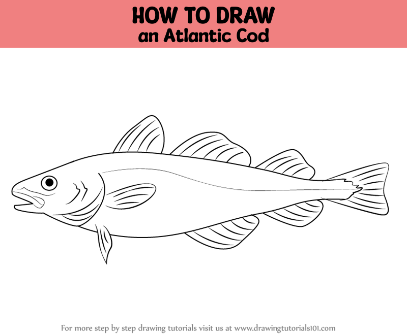 How to Draw an Atlantic Cod (Fishes) Step by Step | DrawingTutorials101.com