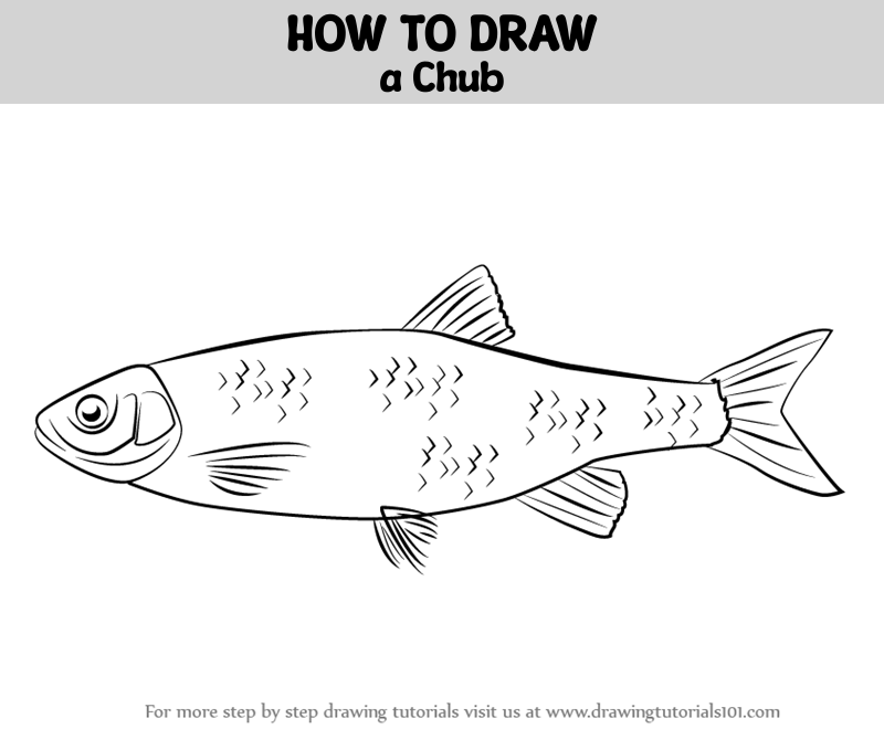 How to Draw a Chub (Fishes) Step by Step | DrawingTutorials101.com