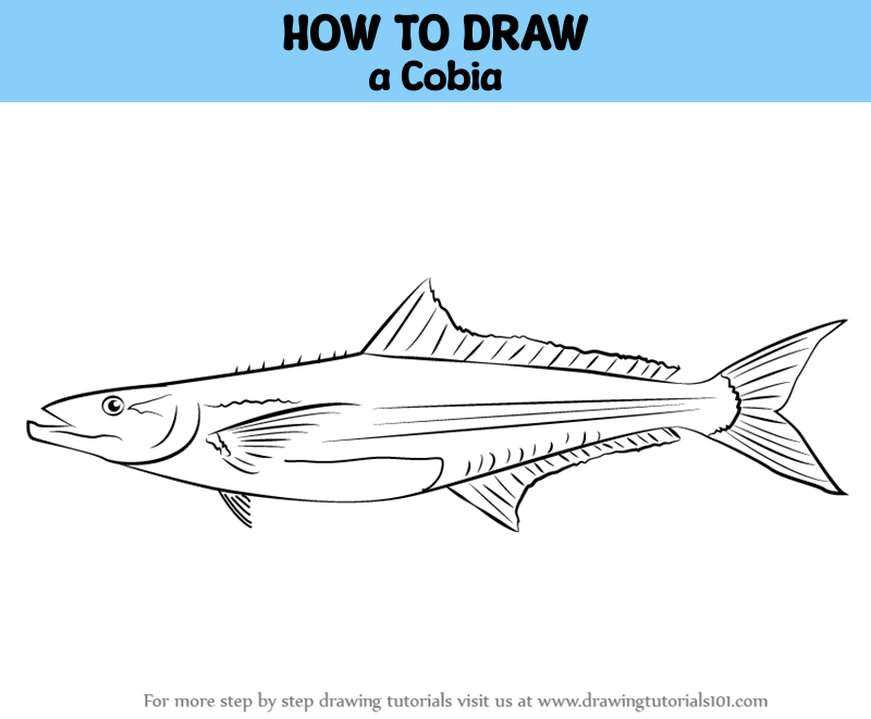 How to Draw a Cobia (Fishes) Step by Step | DrawingTutorials101.com